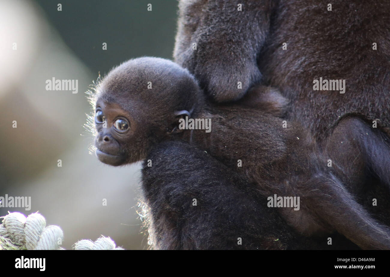 Apeldoorn, Netherlands. 6th March 2013. Baby woolly monkey Pedrito ...