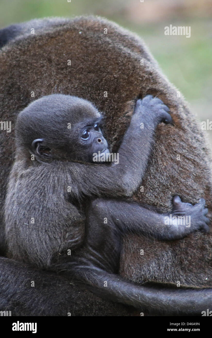 Woolly Monkey Baby High Resolution Stock Photography and Images - Alamy