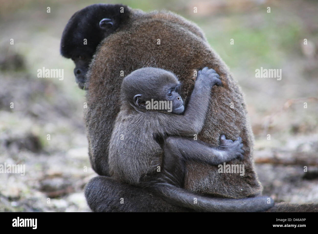 Apeldoorn, Netherlands. 6th March 2013. Baby woolly monkey Pedrito ...