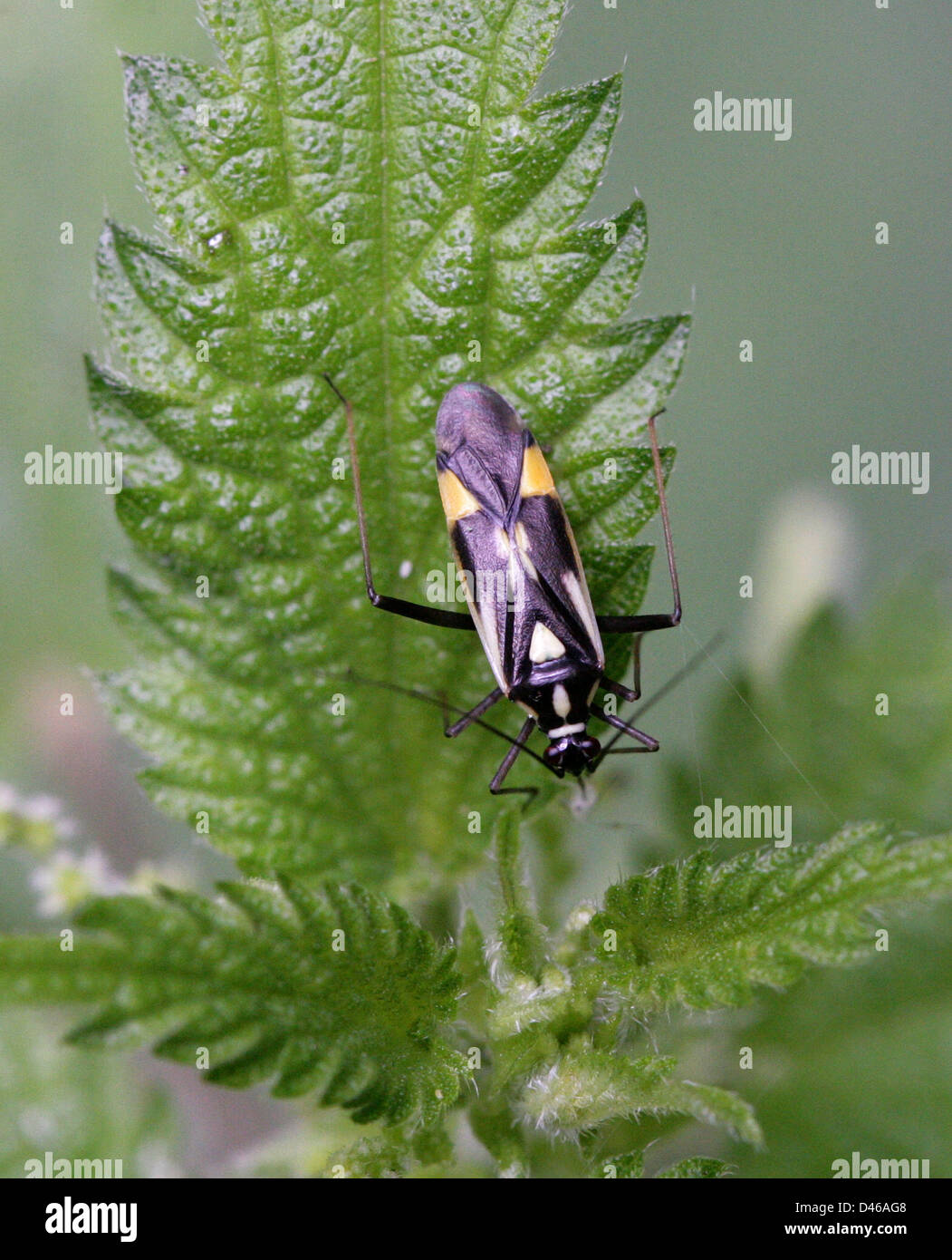 Capsid or Myrid Bug, Grypocoris stysi, Miridae, Heteroptera, Hemiptera ...