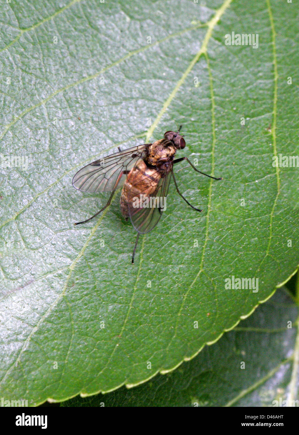 Black Snipe Fly, Chrysopilus cristatus (female), Rhagionidae, Diptera ...