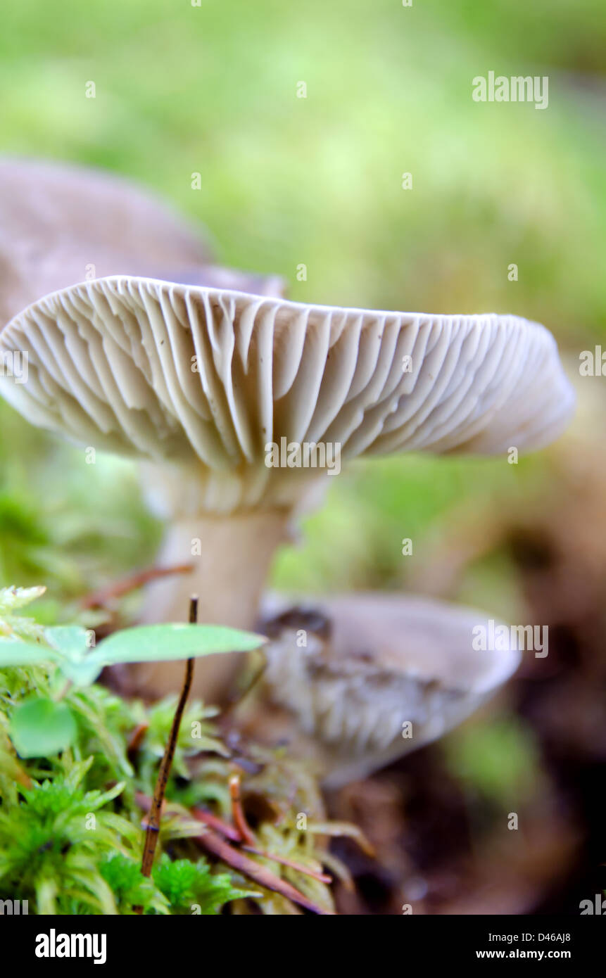 Pale gills hi-res stock photography and images - Alamy