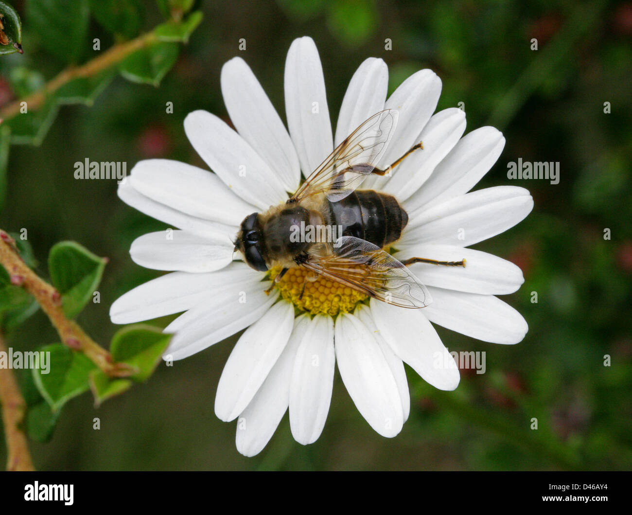 Hoverfly, Eristalis similis, Syrphidae, Diptera. Female on an Ox-eye ...