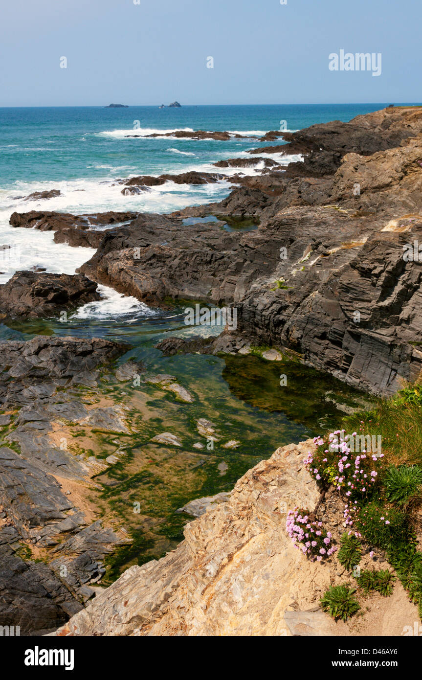 Thrift plants and a rock pool on the north Cornish coast near Treyarnon ...