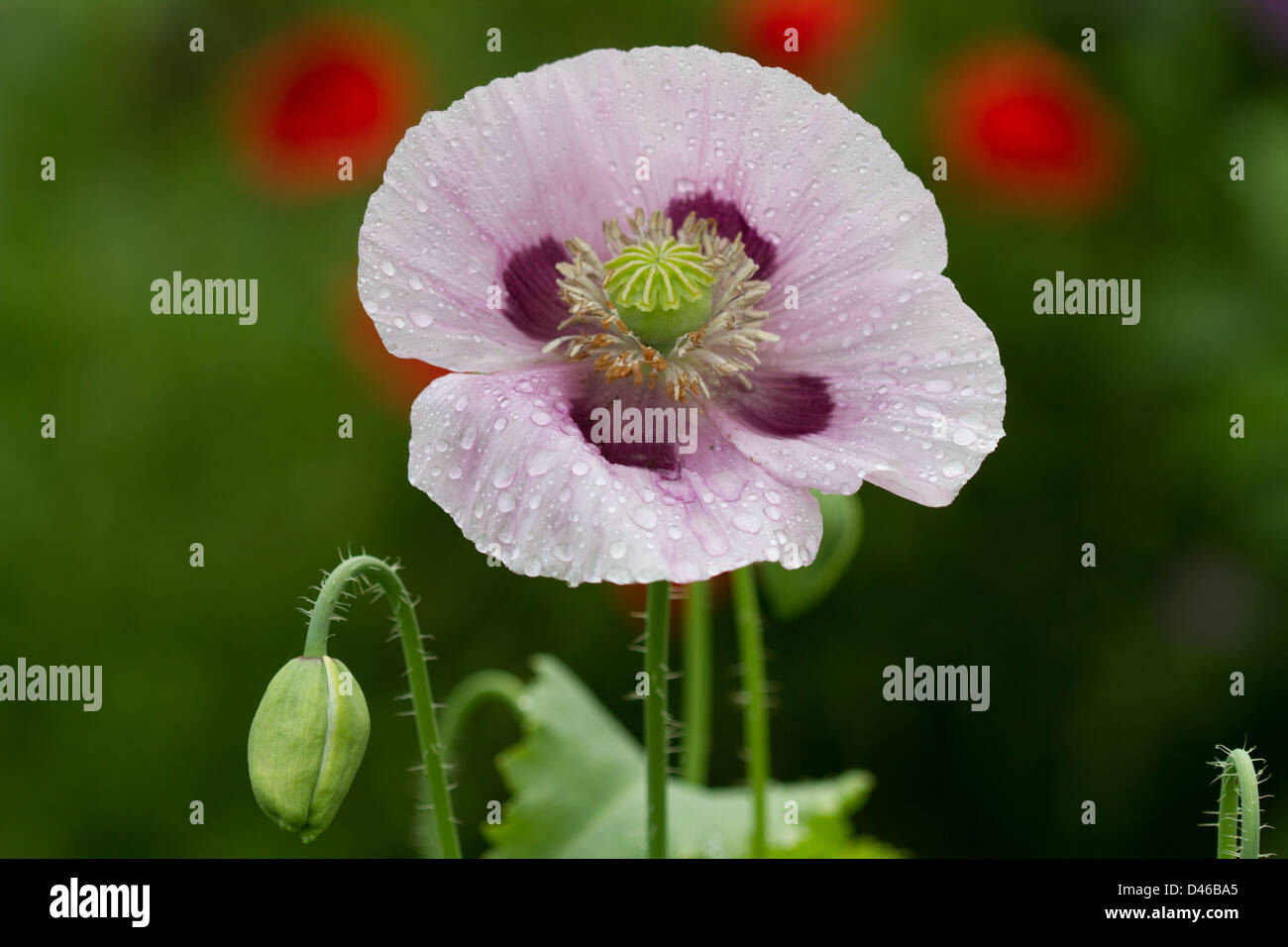 Purple and lilac Opium Poppy flower in garden in England Stock Photo ...
