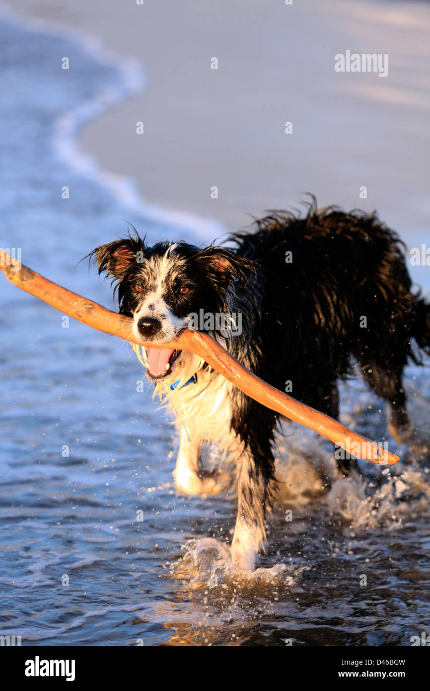 Young border collie dog fetching stick on beach Stock Photo - Alamy