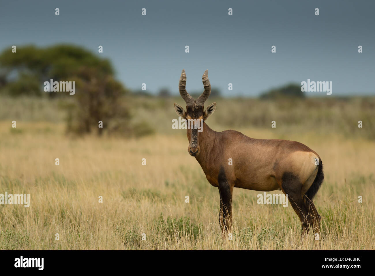 Red Hartebeest (Antelop) standing in solitude in the Kalahari desert ...