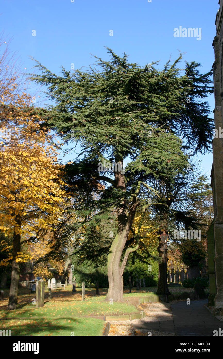 Holy Trinity Church Cedar Tree from Gethsemane Stratford Upon Avon ...