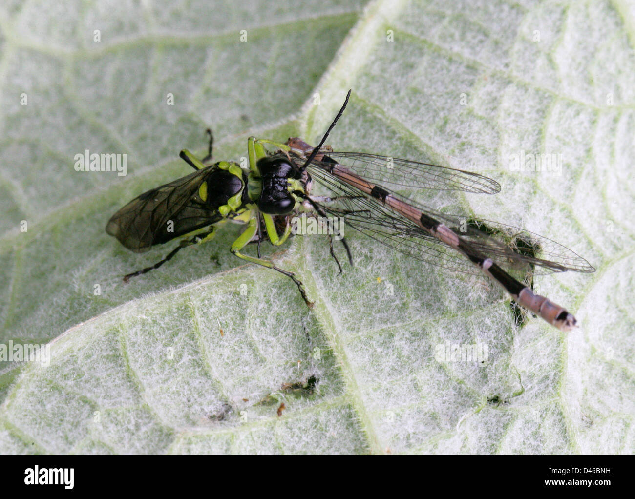Lime Green Sawfly, Tenthredo mesomela, Tenthredinidae, Hymenoptera ...