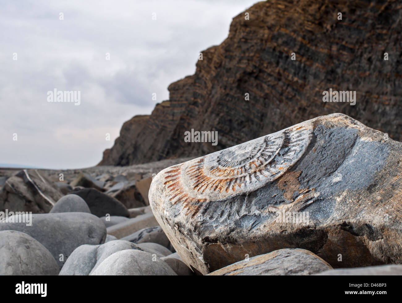 A weathered Amonite fossil on Kilve beach, Somerset, UK Stock Photo - Alamy