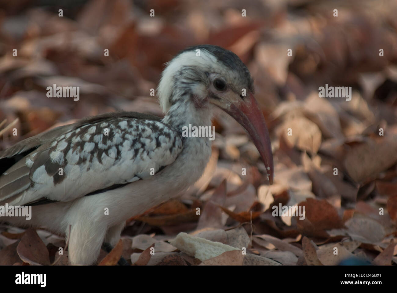 Red billed african hornbill hi-res stock photography and images - Alamy