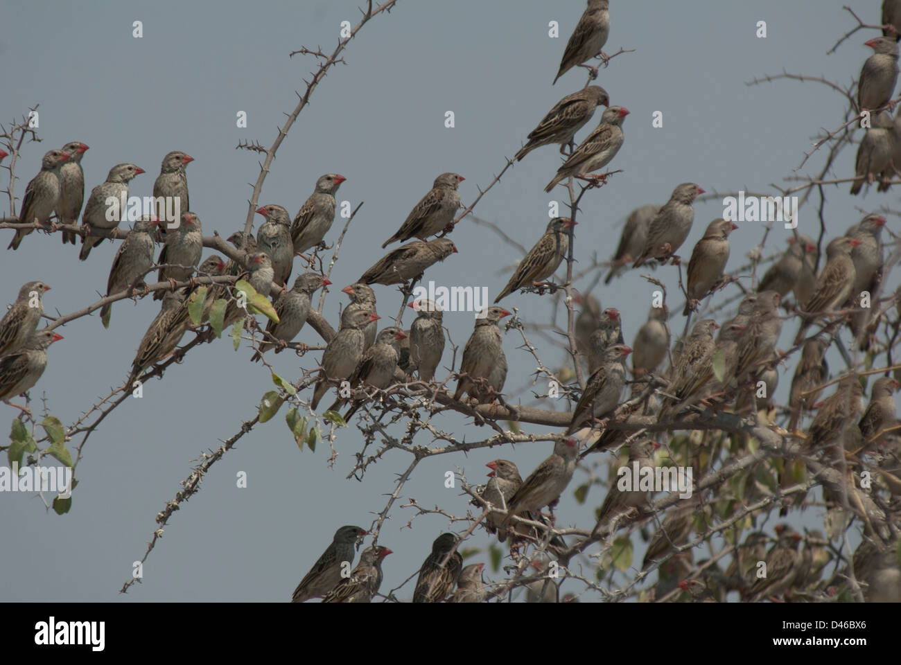Red-billed Quelea (Quelea quelea) flock in Etosha National Park ...