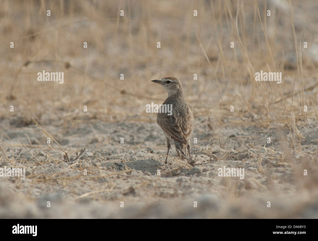 Endemic birds of namibia hi-res stock photography and images - Alamy