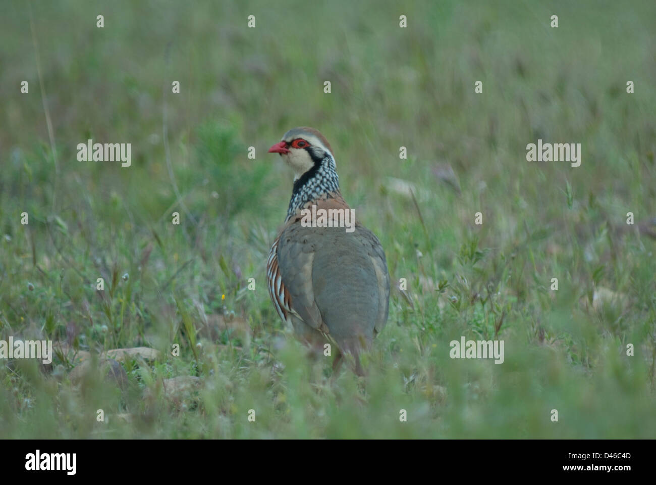Red-legged Partridge (Alectoris rufa) in the Camargue, France Stock ...
