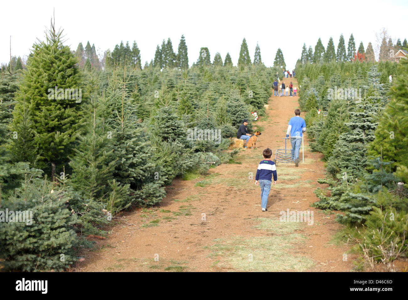Pick your own christmas tree hi-res stock photography and images - Alamy