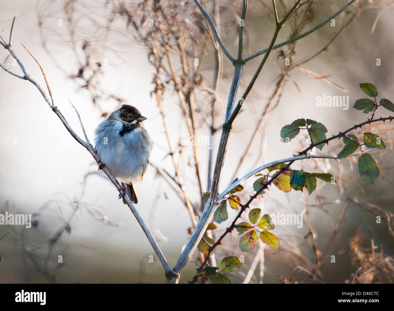 Hedgerow wildlife hi-res stock photography and images - Alamy