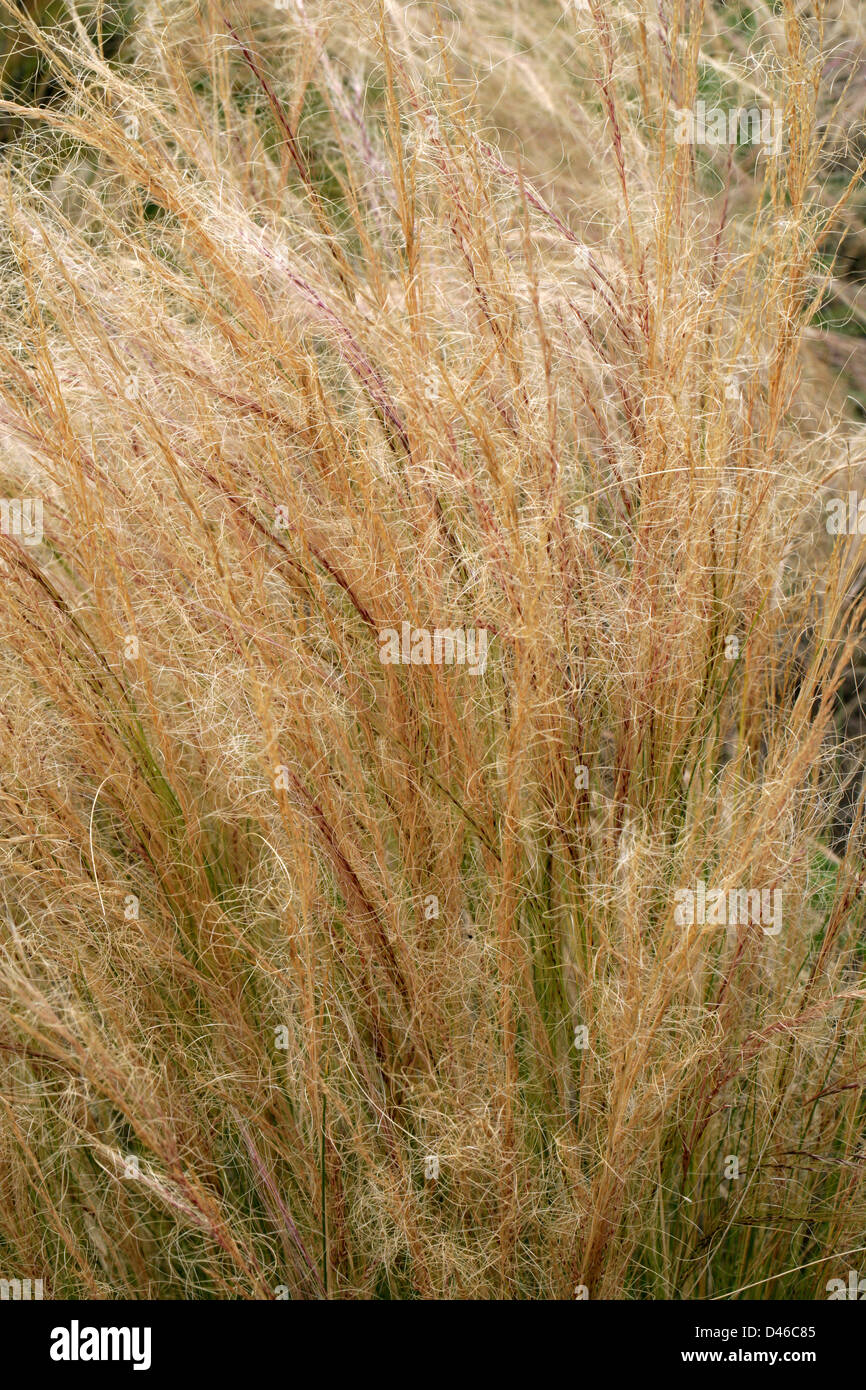 Mexican feather grass hi-res stock photography and images - Alamy