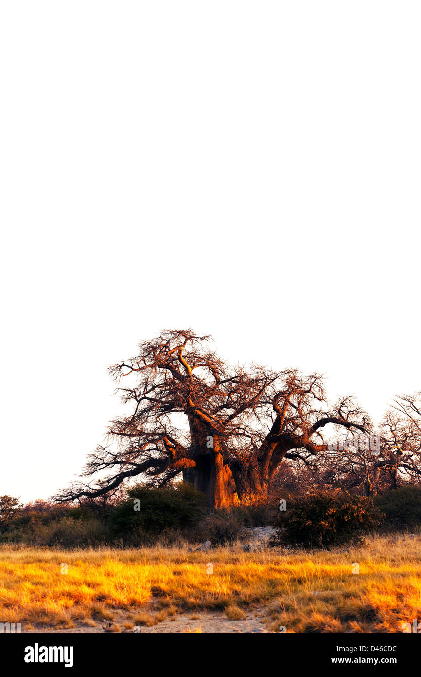 Botswana trees hi-res stock photography and images - Alamy