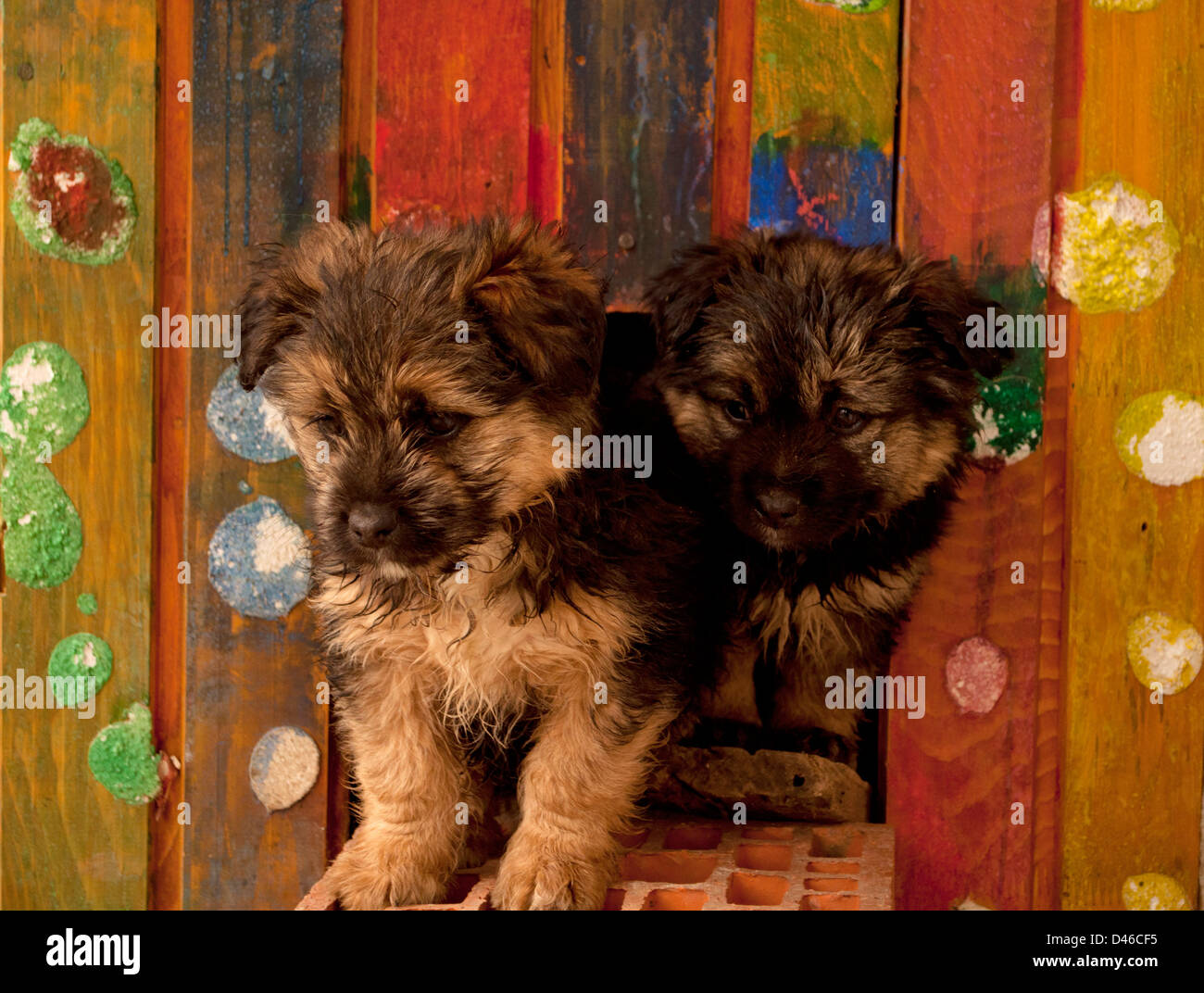 Two identical dogs hi-res stock photography and images - Alamy