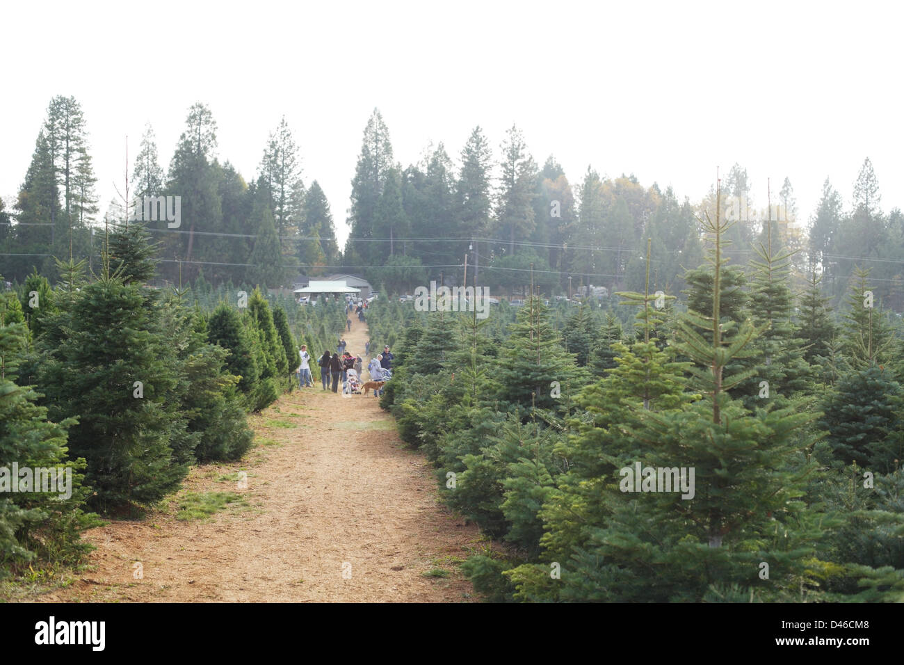 Cut your own christmas tree lot in the mountains Stock Photo - Alamy