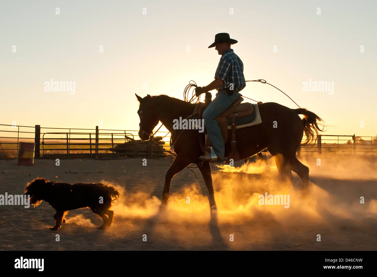 Cowboy with dog riding a horse silhoutted while roping in a dusty arena ...