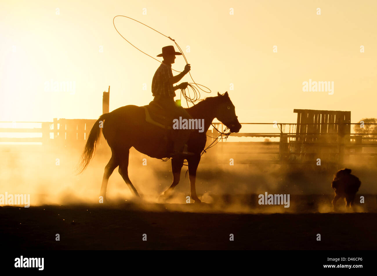 Cowboy riding a horse silhoutted while roping in a dusty arena at ...