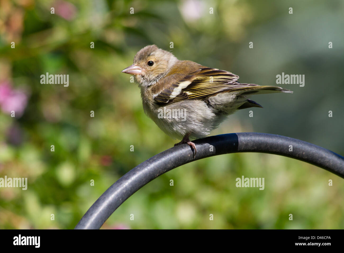 Juvenile Chaffinch on garden arch Stock Photo - Alamy
