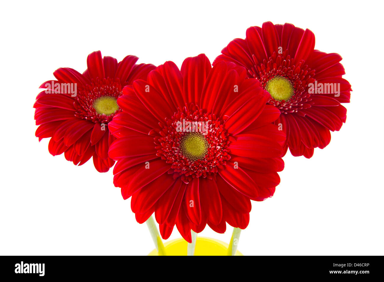 three red gerbera flower on a light background Stock Photo - Alamy