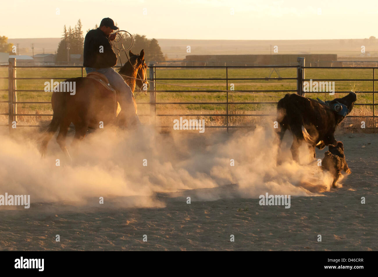 Cowboy roping steer in a dusty arena at sunset. Twin Falls, Idaho Stock ...