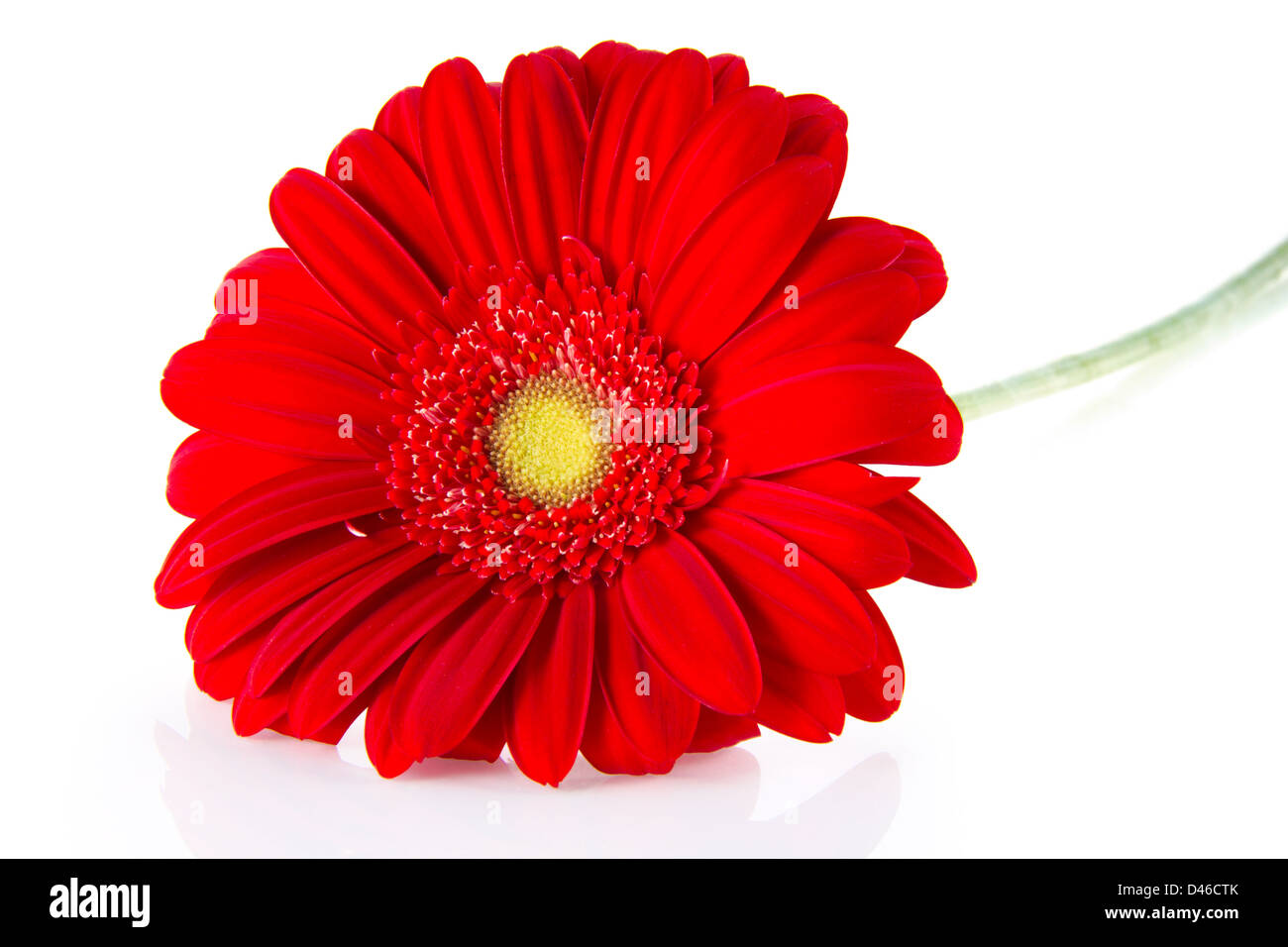 One red gerbera with reflection on light background Stock Photo - Alamy