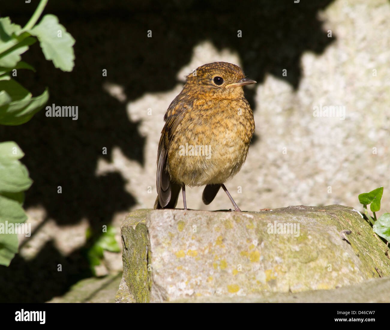 Juvenile Robin standing a rock in garden Stock Photo - Alamy