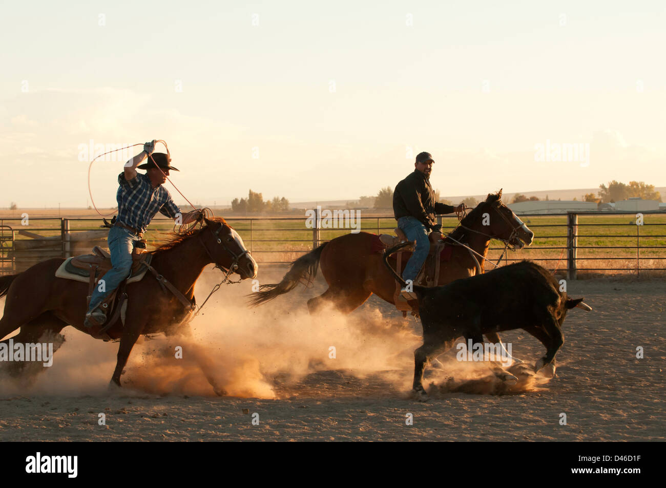Cowboys roping hi-res stock photography and images - Alamy