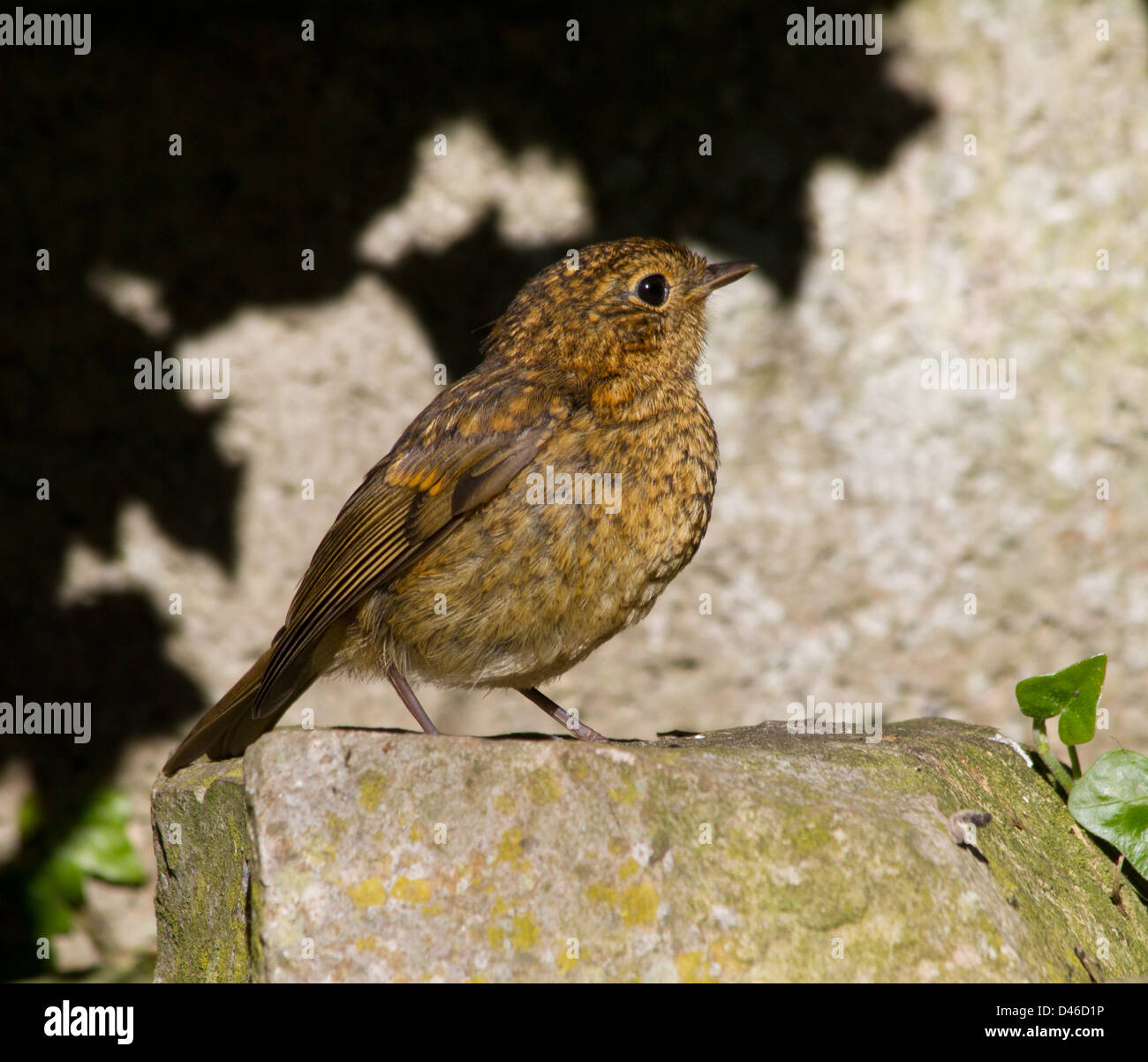Juvenile robin hi-res stock photography and images - Alamy