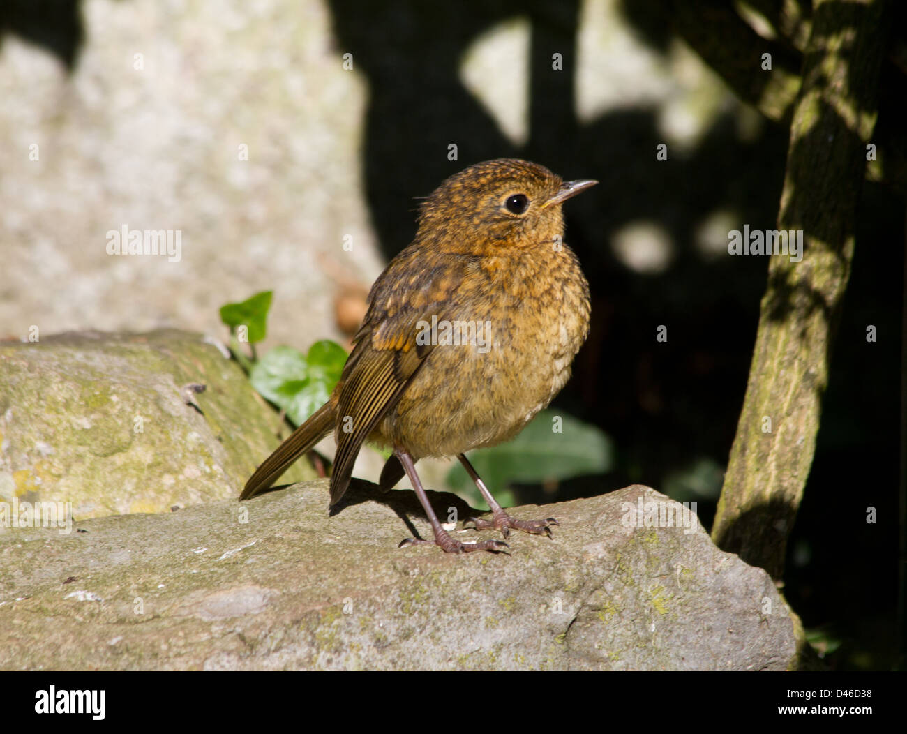 Juvenile robin hi-res stock photography and images - Alamy