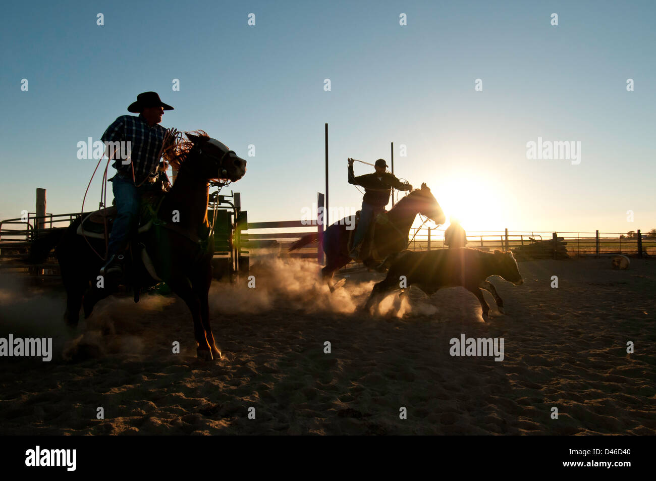 Two cowboys roping steer in a dusty arena silhouetted at sunset. Twin ...