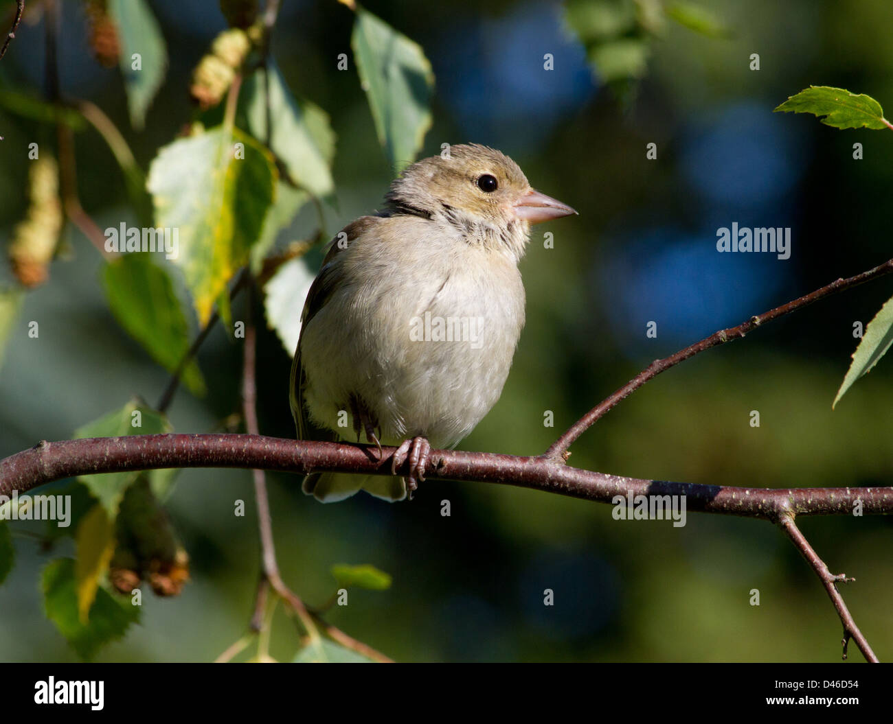 Juvenile chaffinch hi-res stock photography and images - Alamy