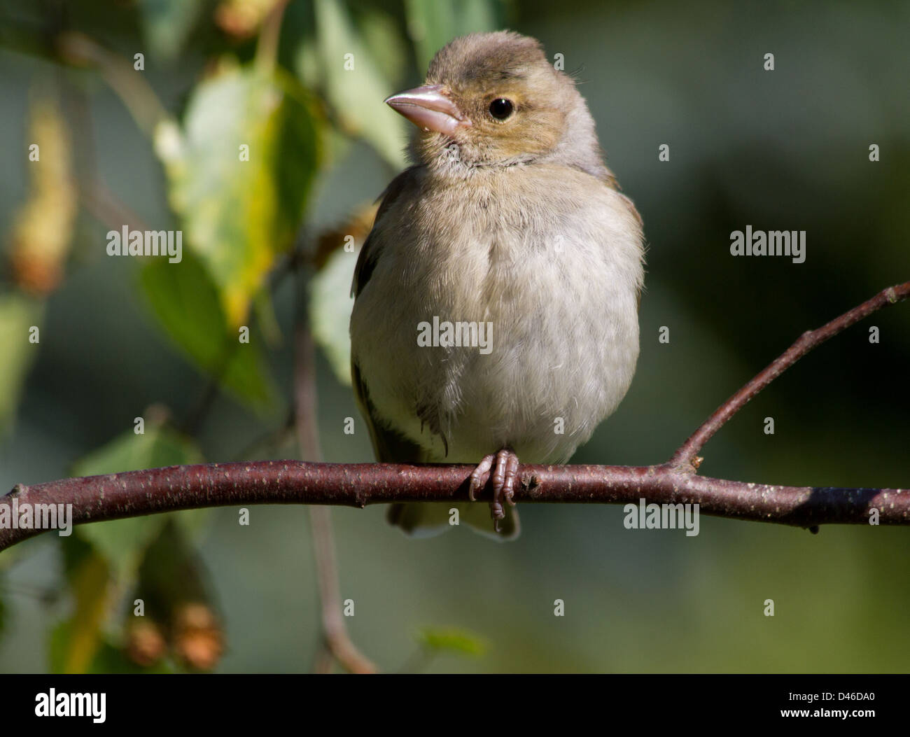 Juvenile chaffinch hi-res stock photography and images - Alamy