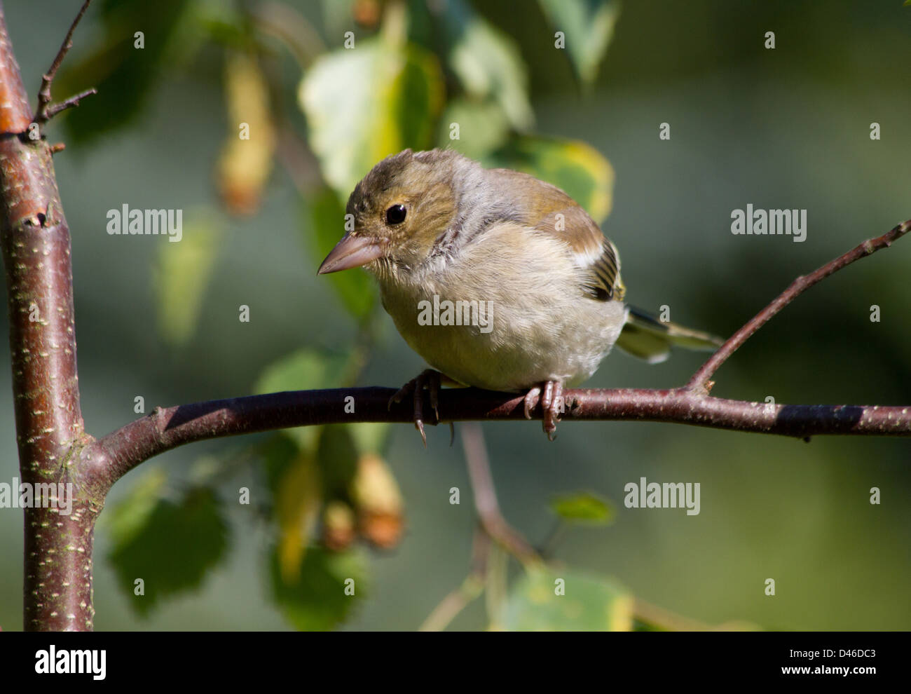Juvenile chaffinch bird garden hi-res stock photography and images - Alamy