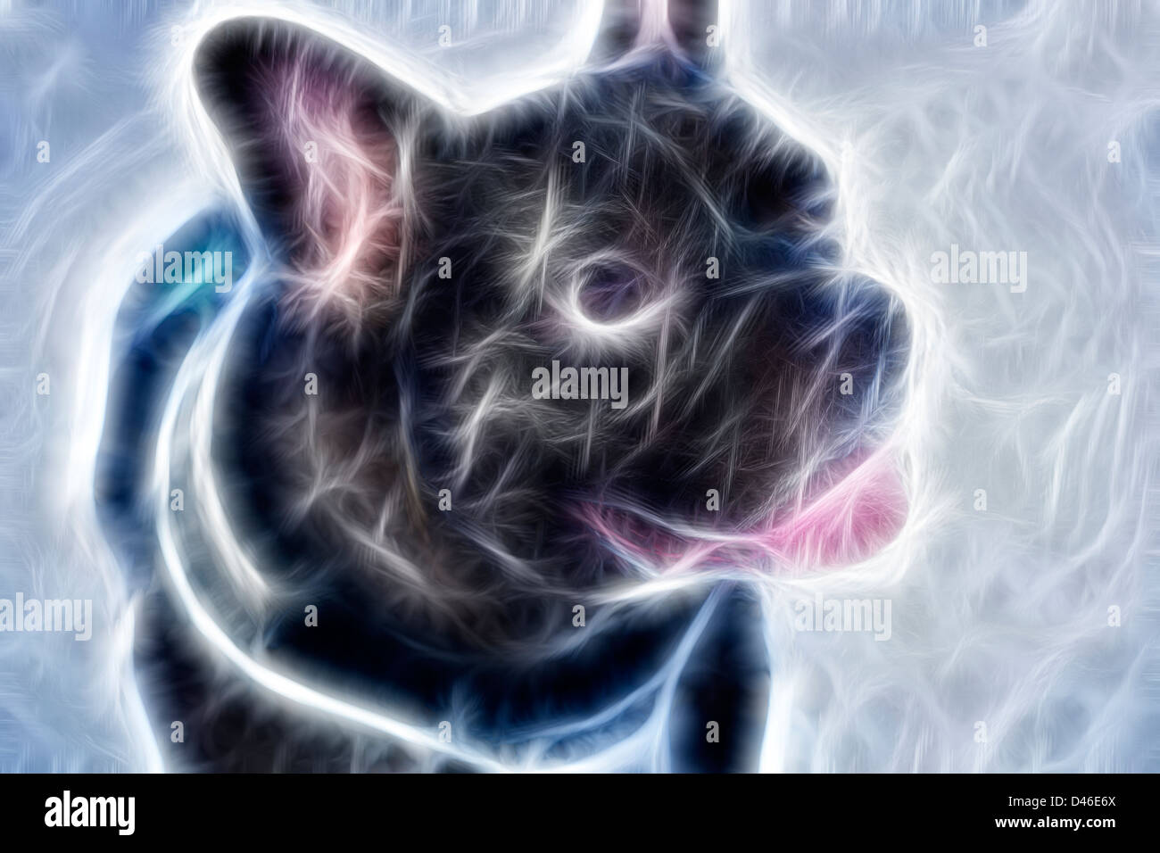 Dog face zoomed hi-res stock photography and images - Alamy