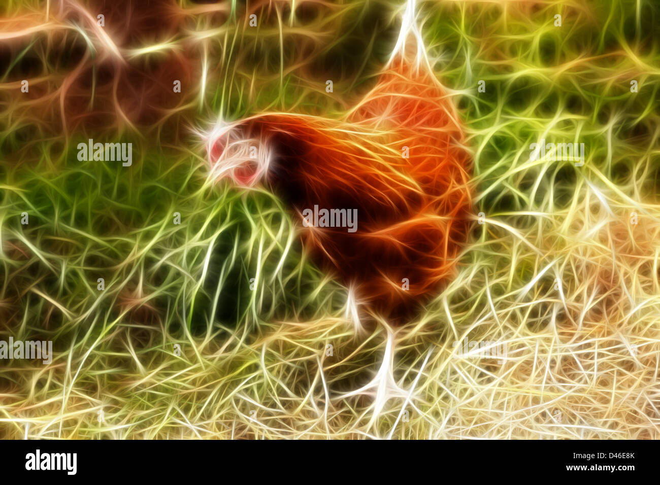 Pygmy hen hi-res stock photography and images - Alamy