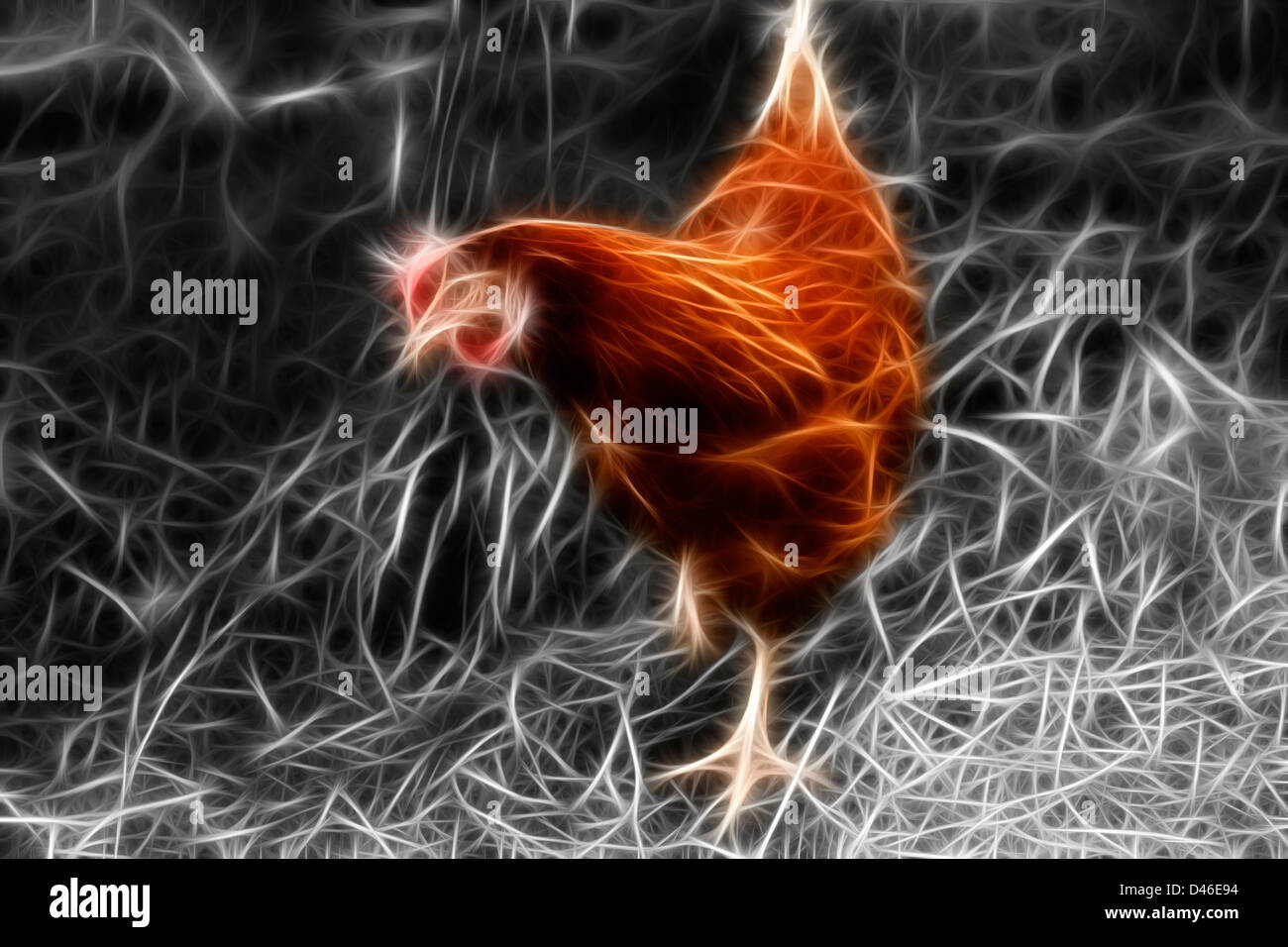 Pygmy hen hi-res stock photography and images - Alamy