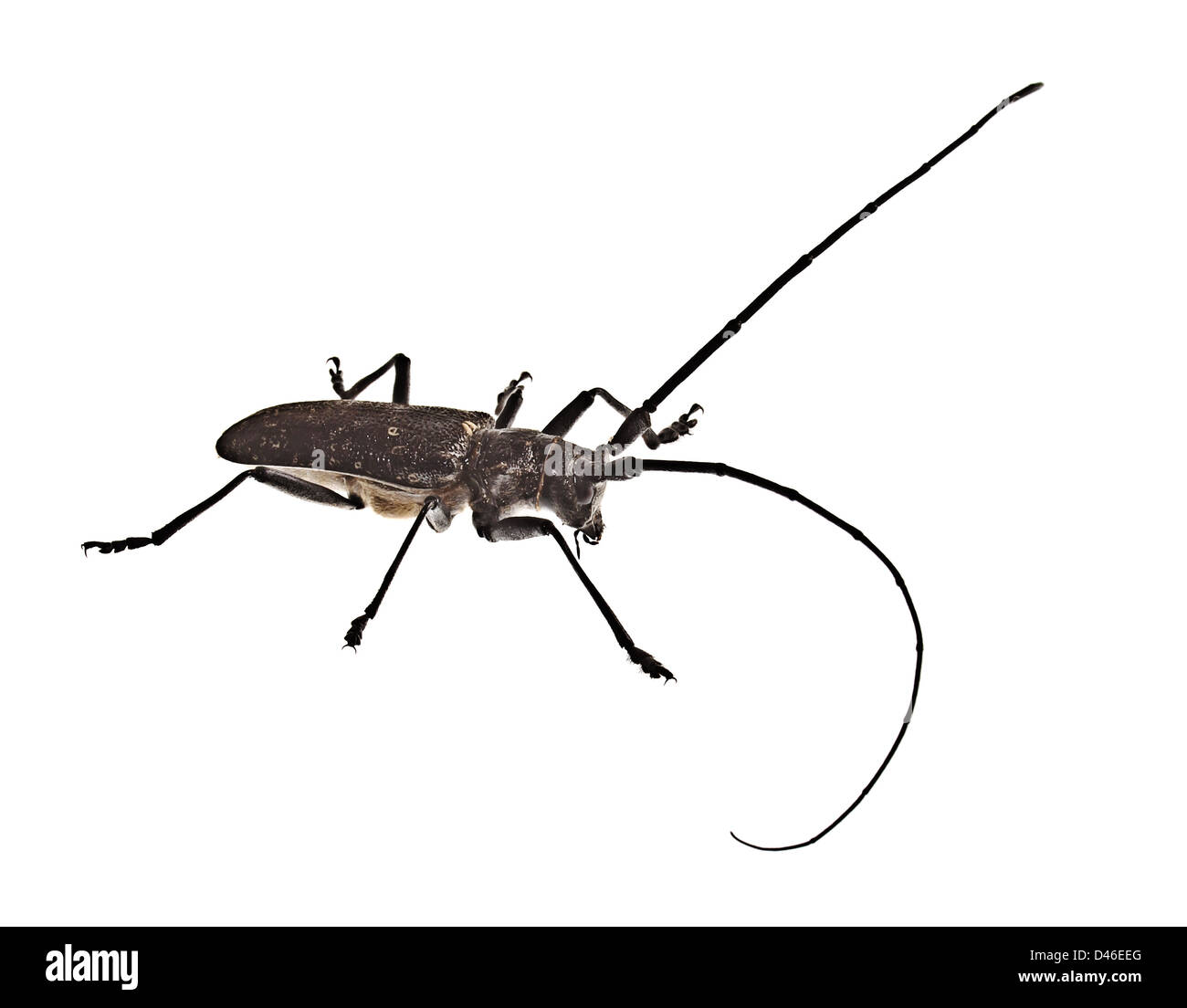 Black bug creeps on a white background Stock Photo - Alamy