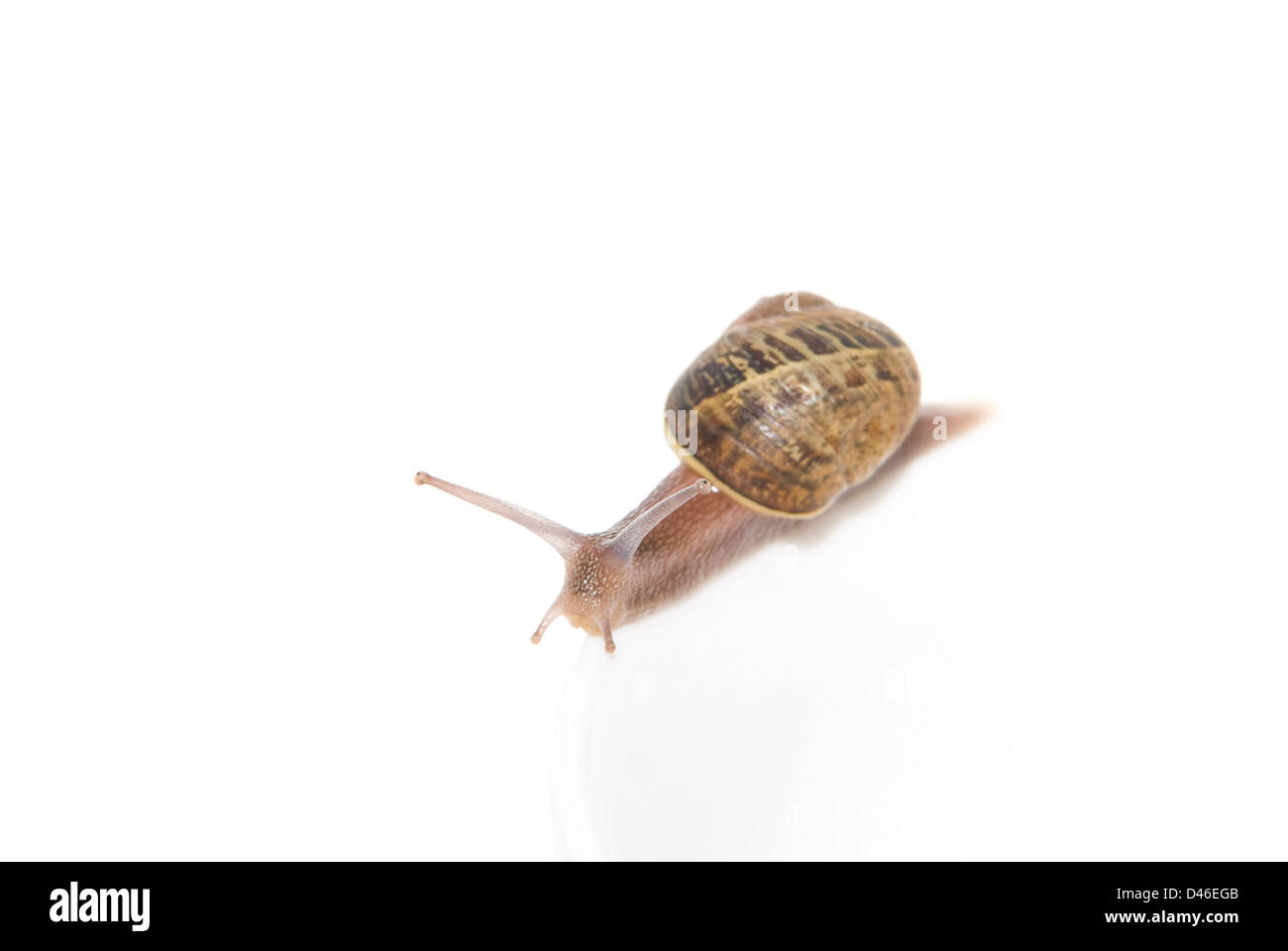 Live small snail on white background Stock Photo - Alamy