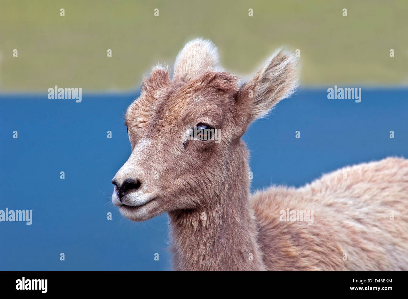 Canadian Bighorn sheep lamb Stock Photo - Alamy