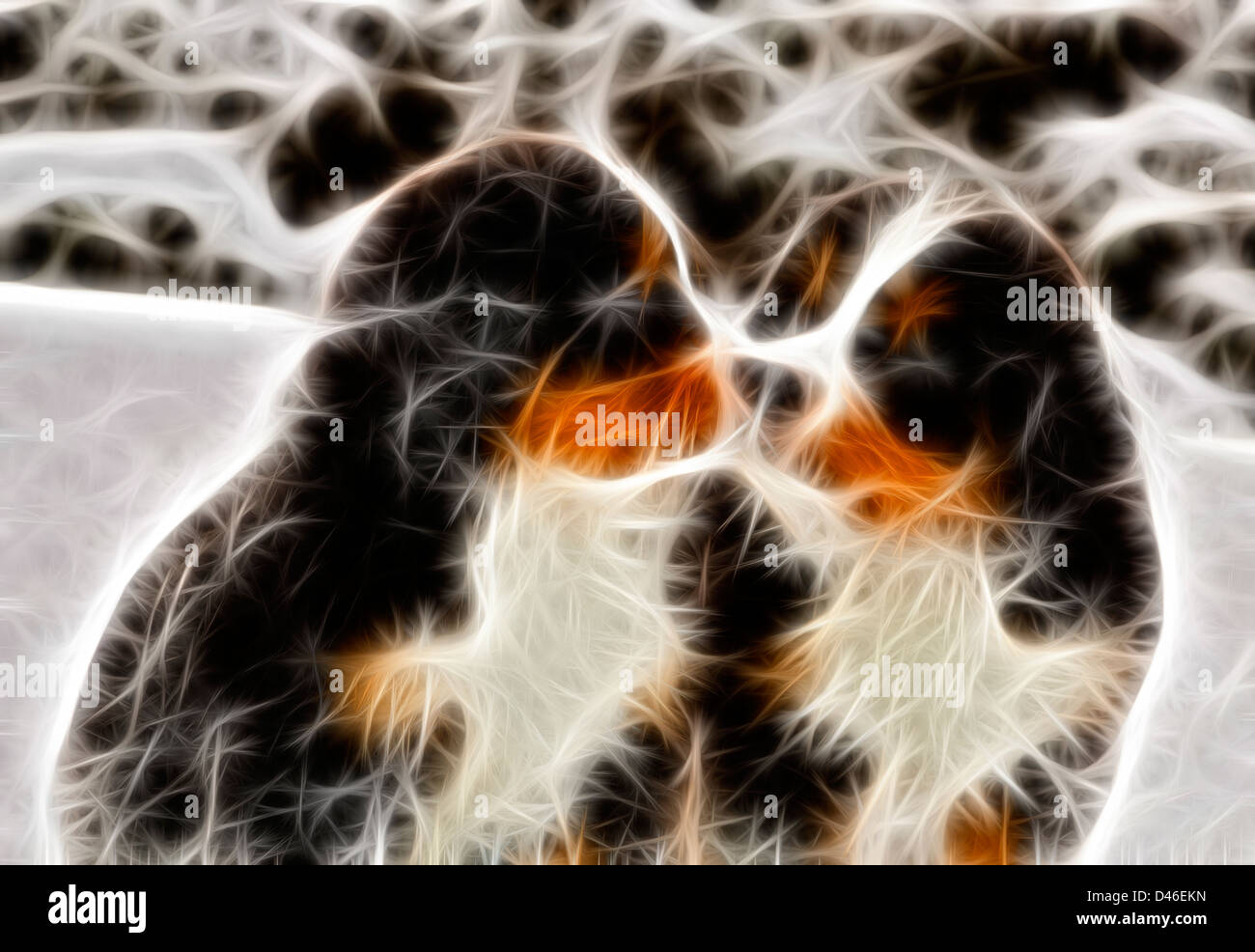 Snowy bernese mountain dog puppets sniff each others Stock Photo - Alamy