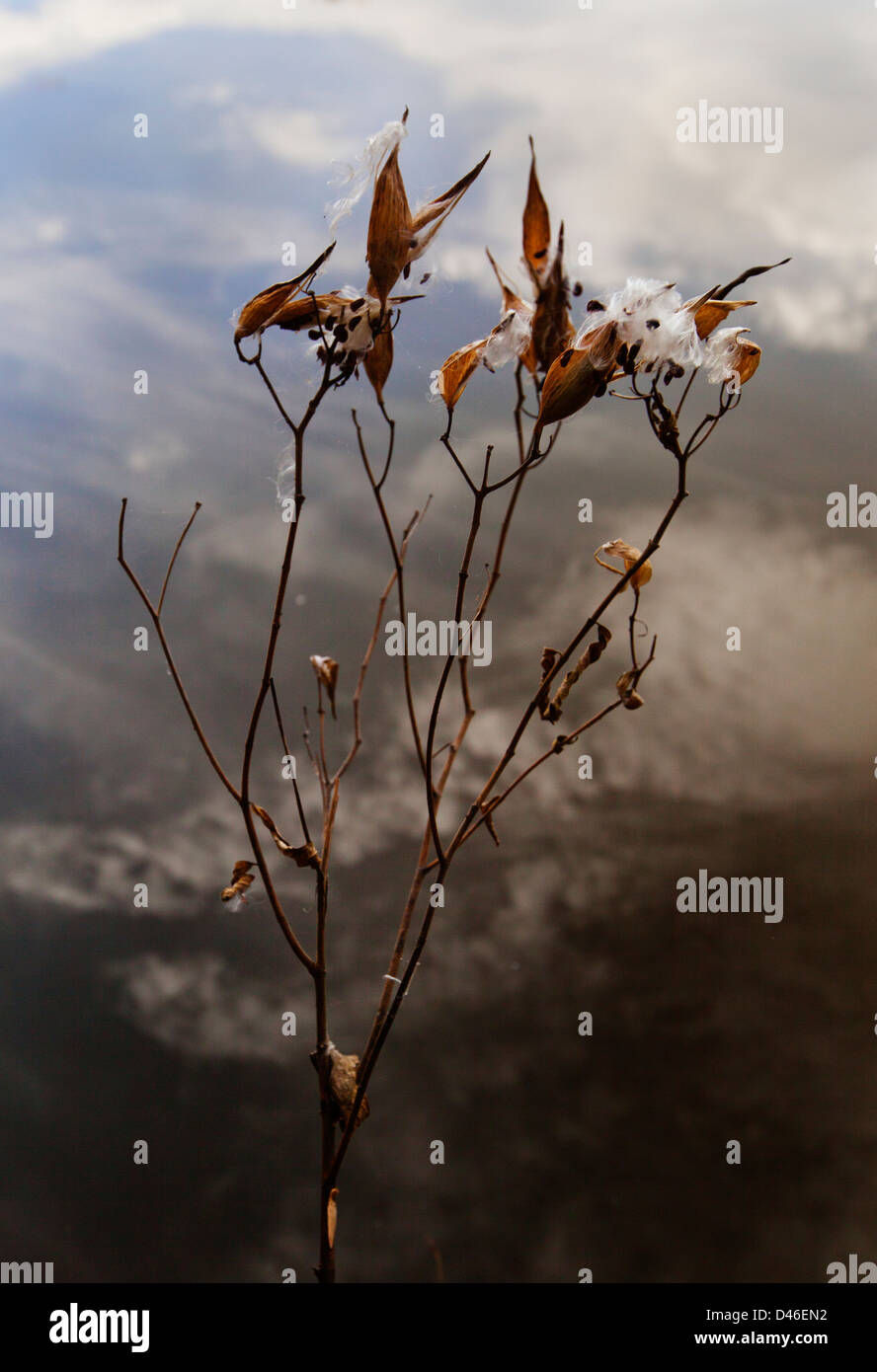 An abstract of seed pods by a lake Stock Photo - Alamy