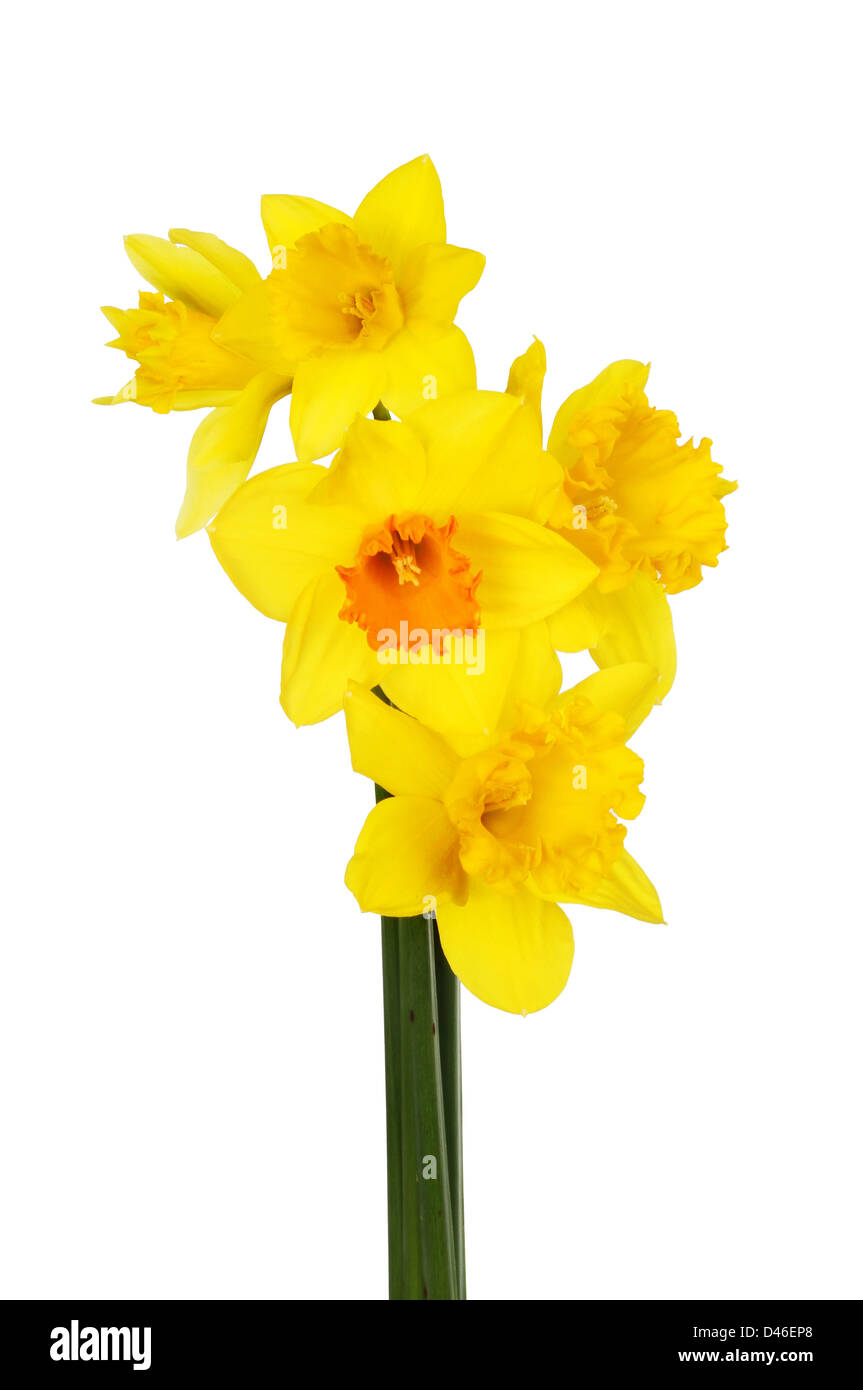Selection of different daffodil flowers isolated against white Stock ...