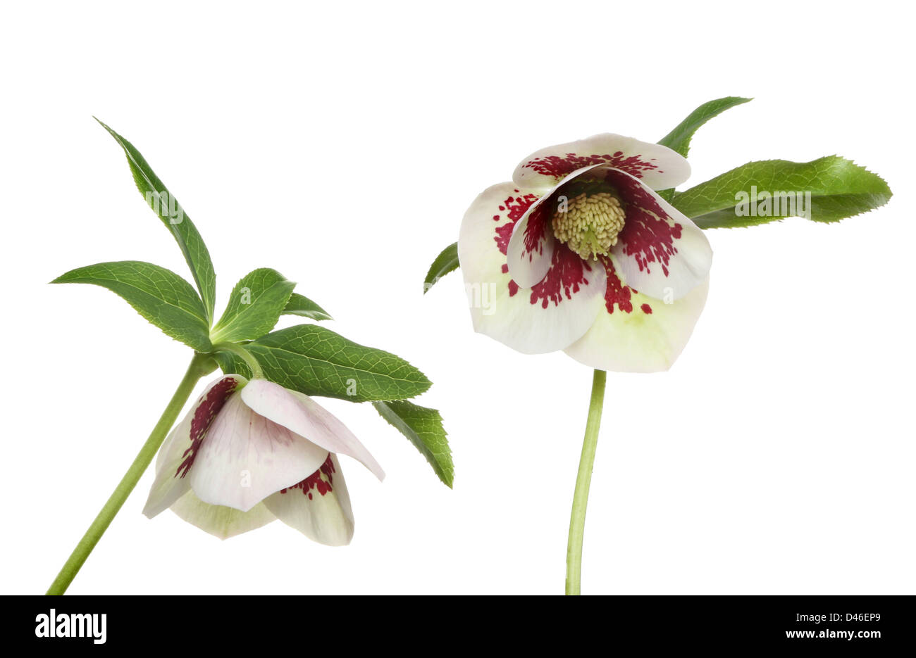 Side view hellebore flower foliage hi-res stock photography and images ...