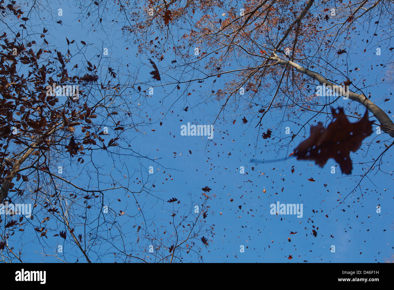 Leaves falling hi-res stock photography and images - Alamy