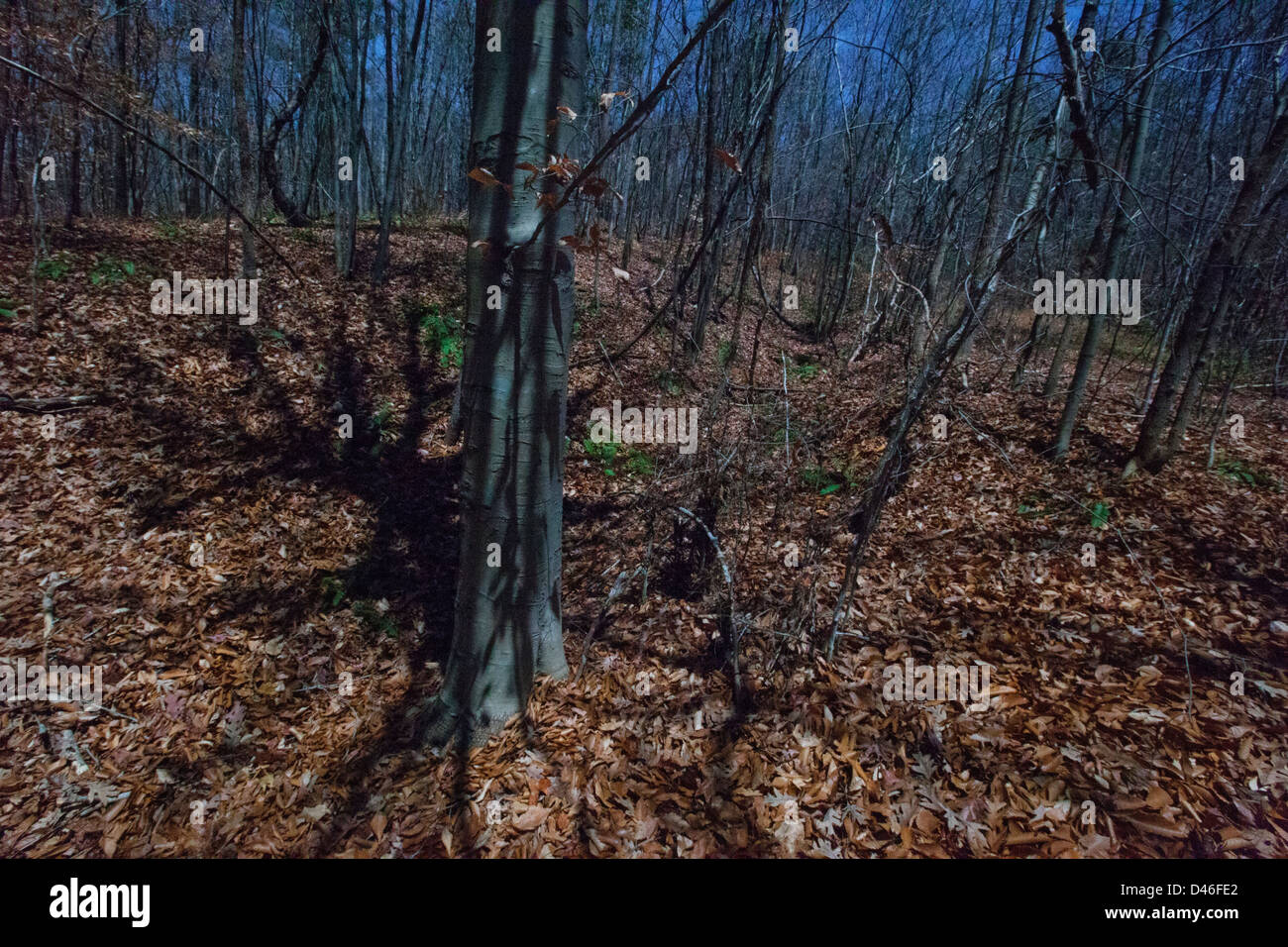 A night forest scene lit by moonlight Stock Photo - Alamy